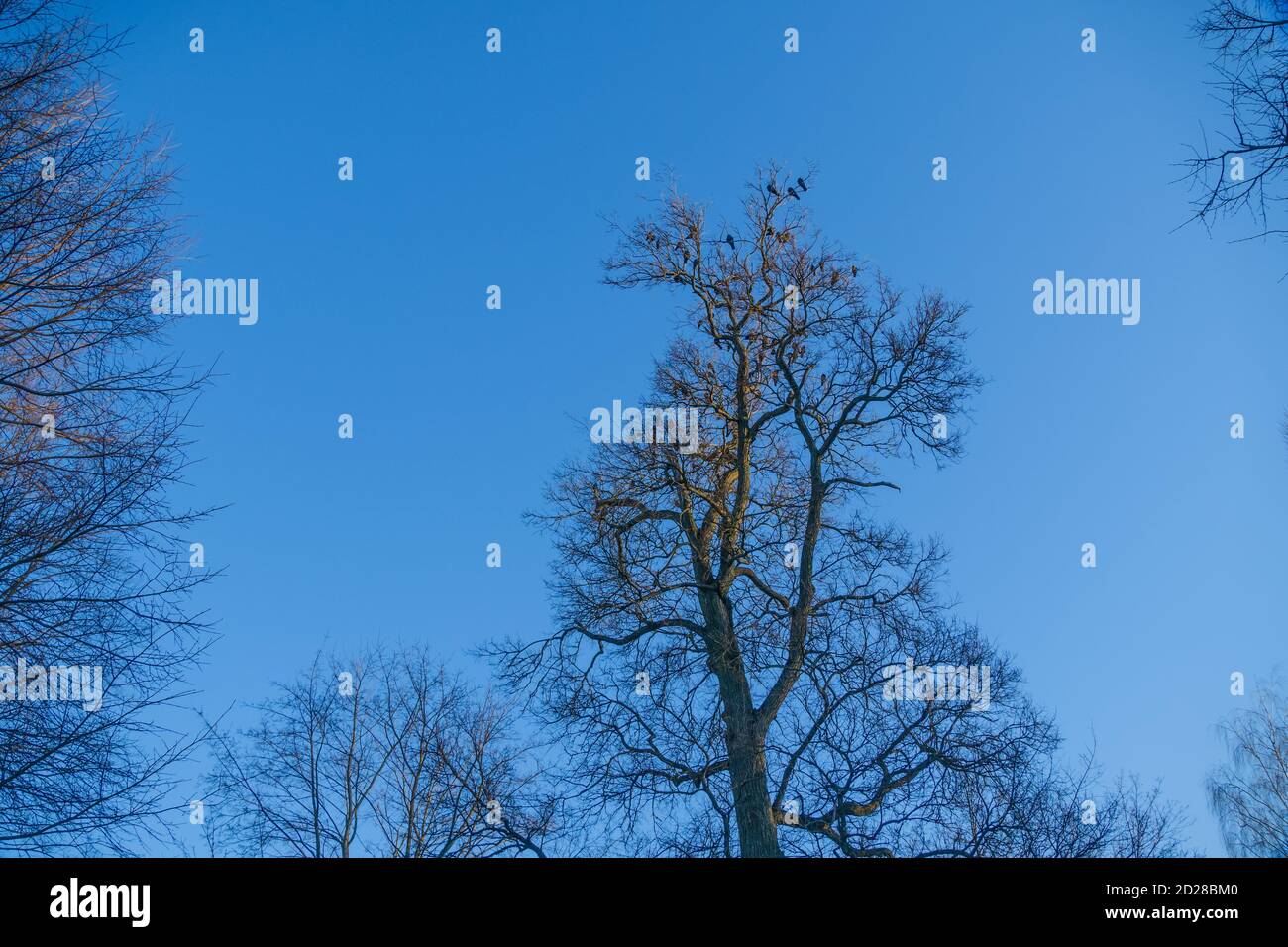 Flock of ravens tree hi-res stock photography and images - Alamy