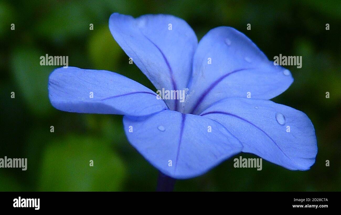 Browallia speciosa hi-res stock photography and images - Alamy