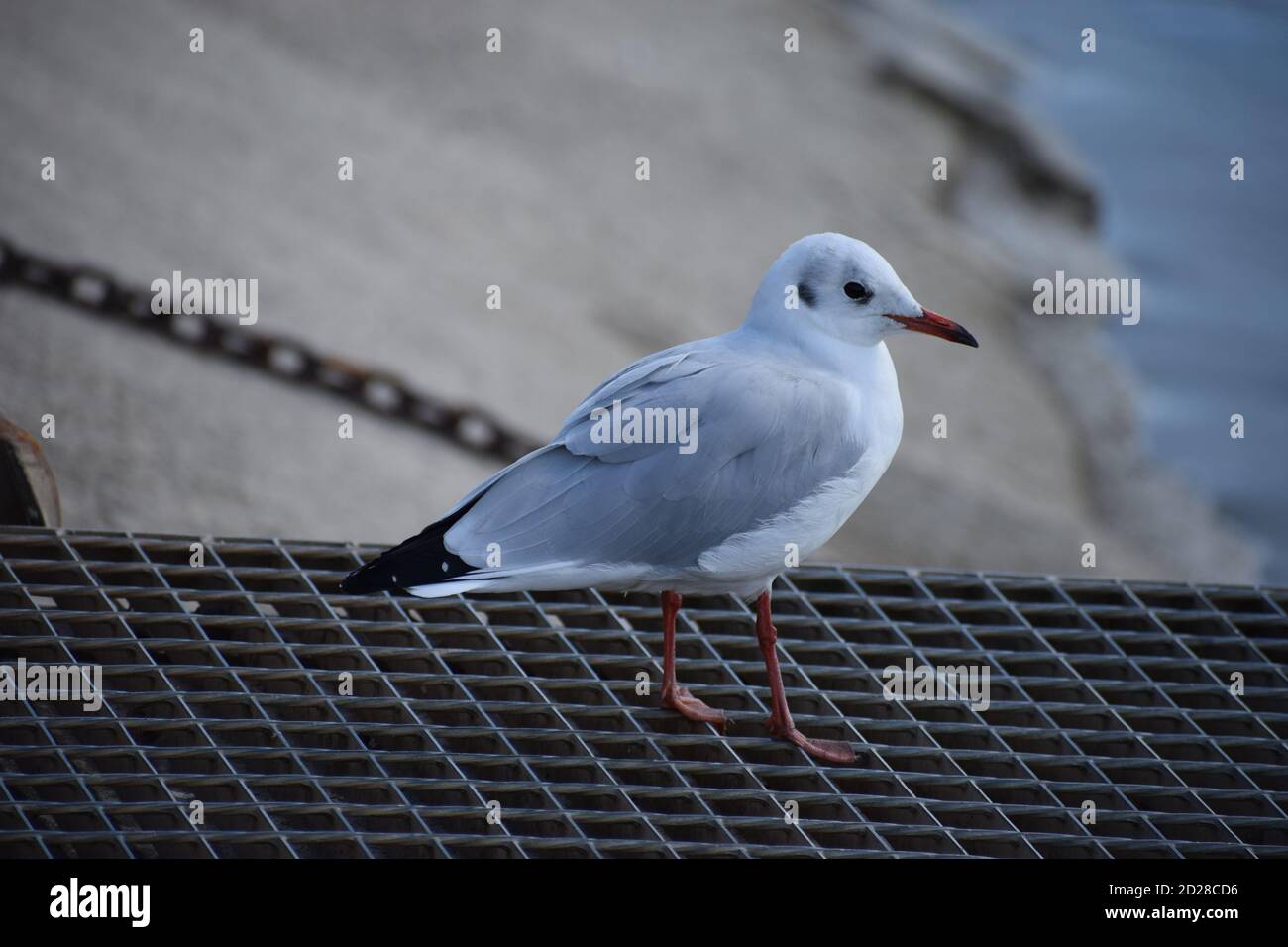 White animal animlas hi-res stock photography and images - Alamy