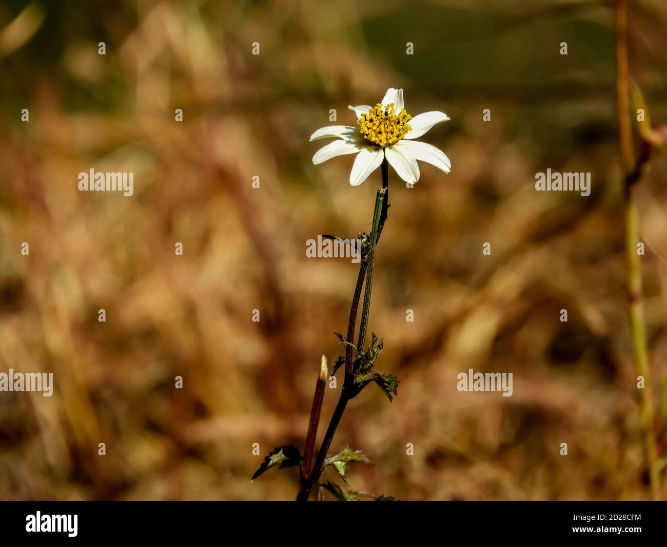Edelweiss drawing hi-res stock photography and images - Alamy