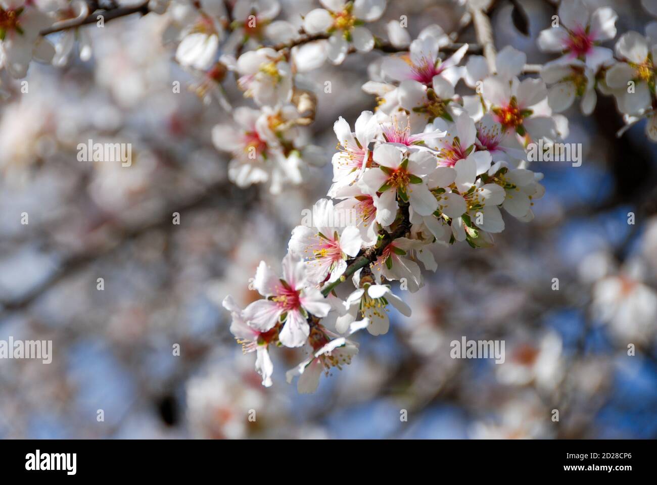 Plum white blooming blossom flowers in early spring, Prunus cerasifera ...