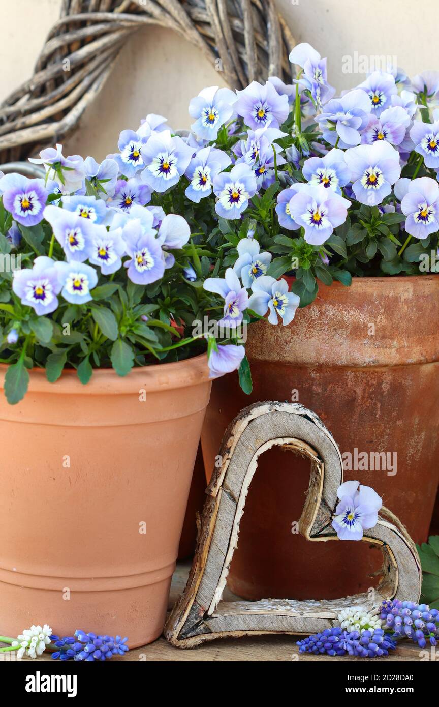 blue viola flowers in terracotta pots as spring garden decoration Stock ...