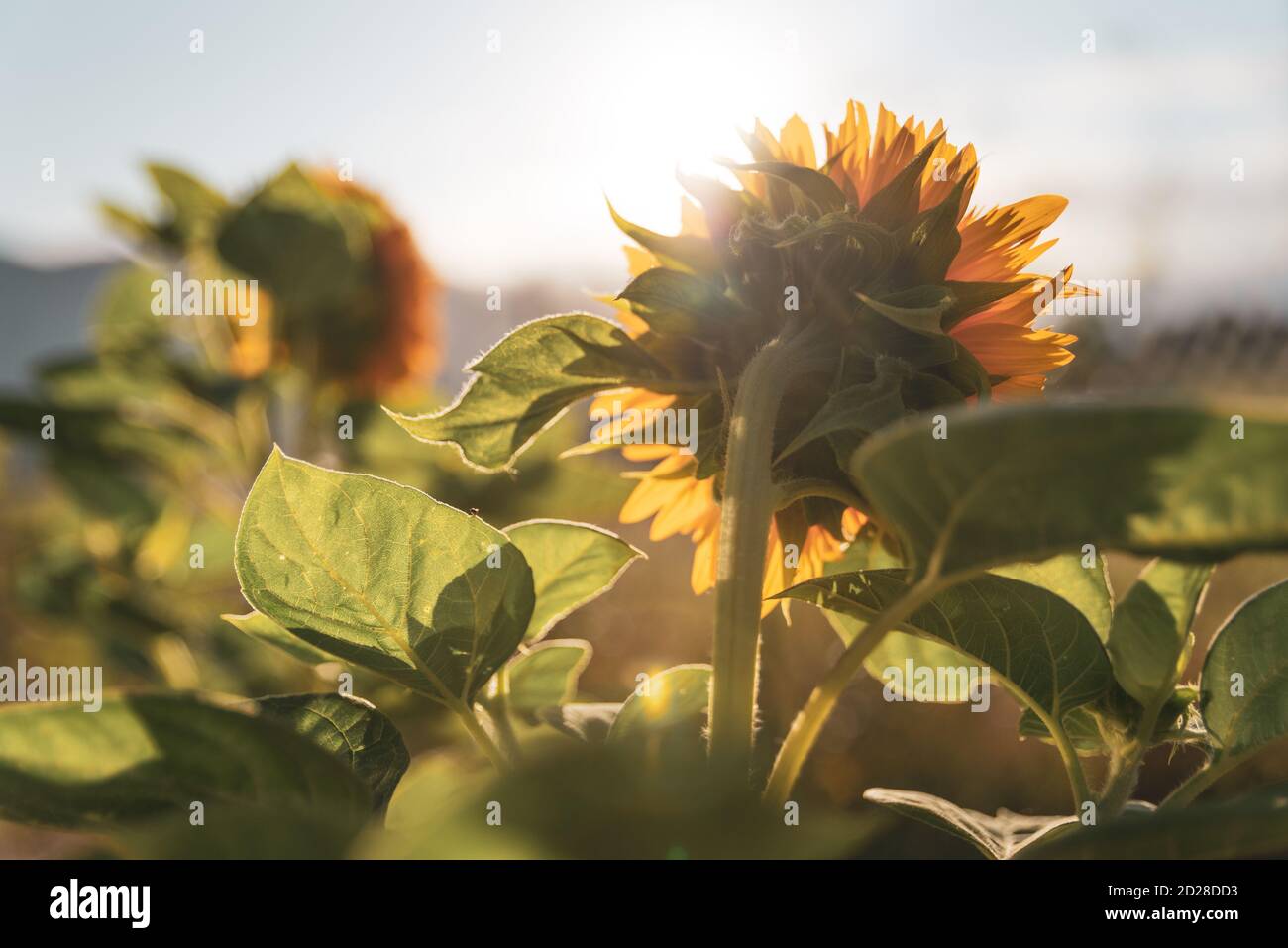 sunflower towards the sun. Sunrise Stock Photo - Alamy