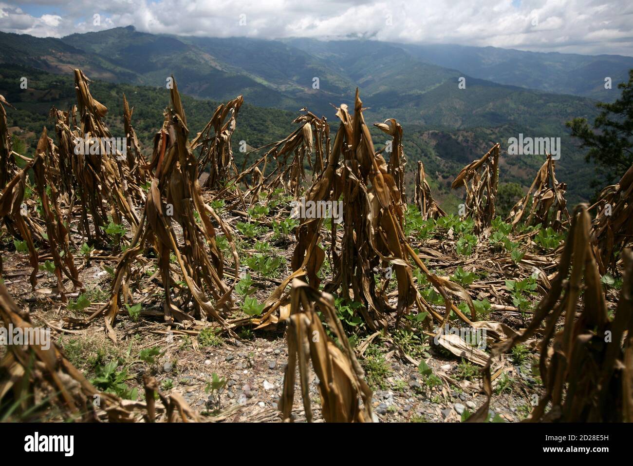 Ruined crop weather hi-res stock photography and images - Alamy