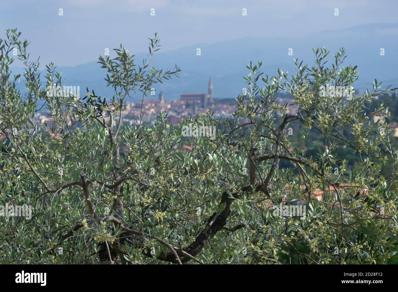 Blooming olive trees in hi-res stock photography and images - Alamy