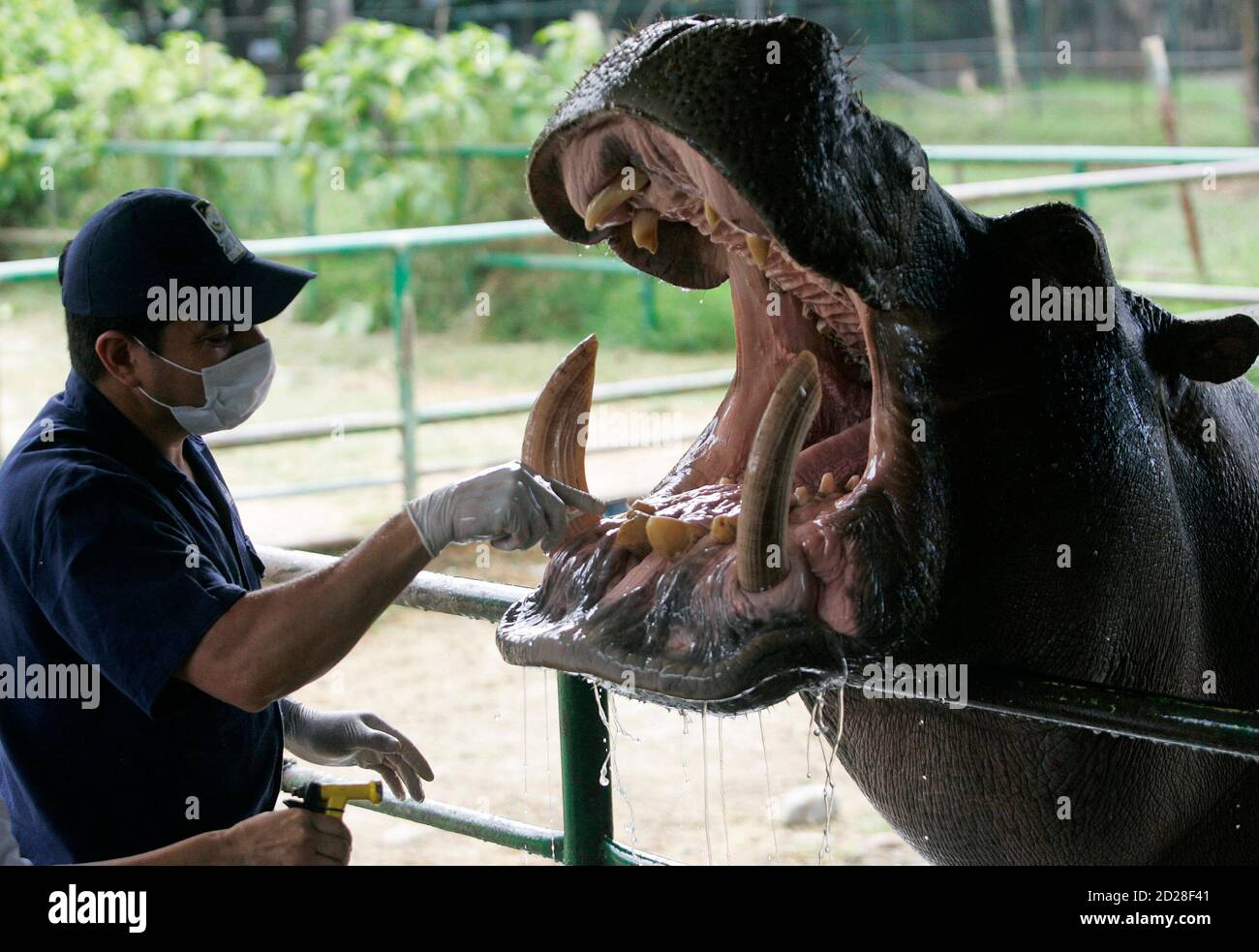 Hippopotamus colombia hi-res stock photography and images - Alamy