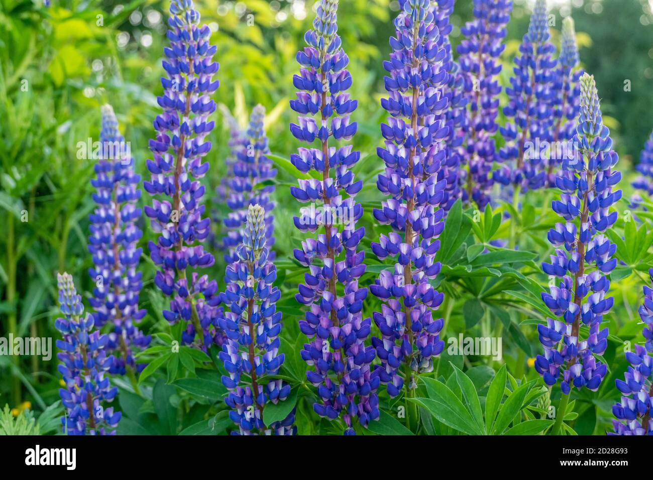 Lupinus, lupin, lupine field with pink purple and blue flowers. Bunch ...