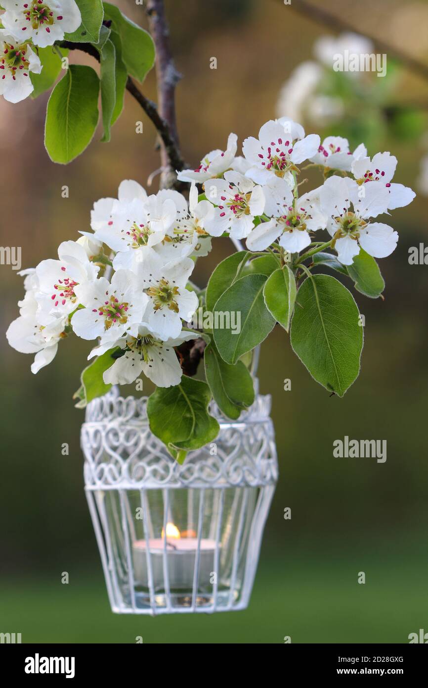 Vintage Apple Blossom High Resolution Stock Photography and Images - Alamy