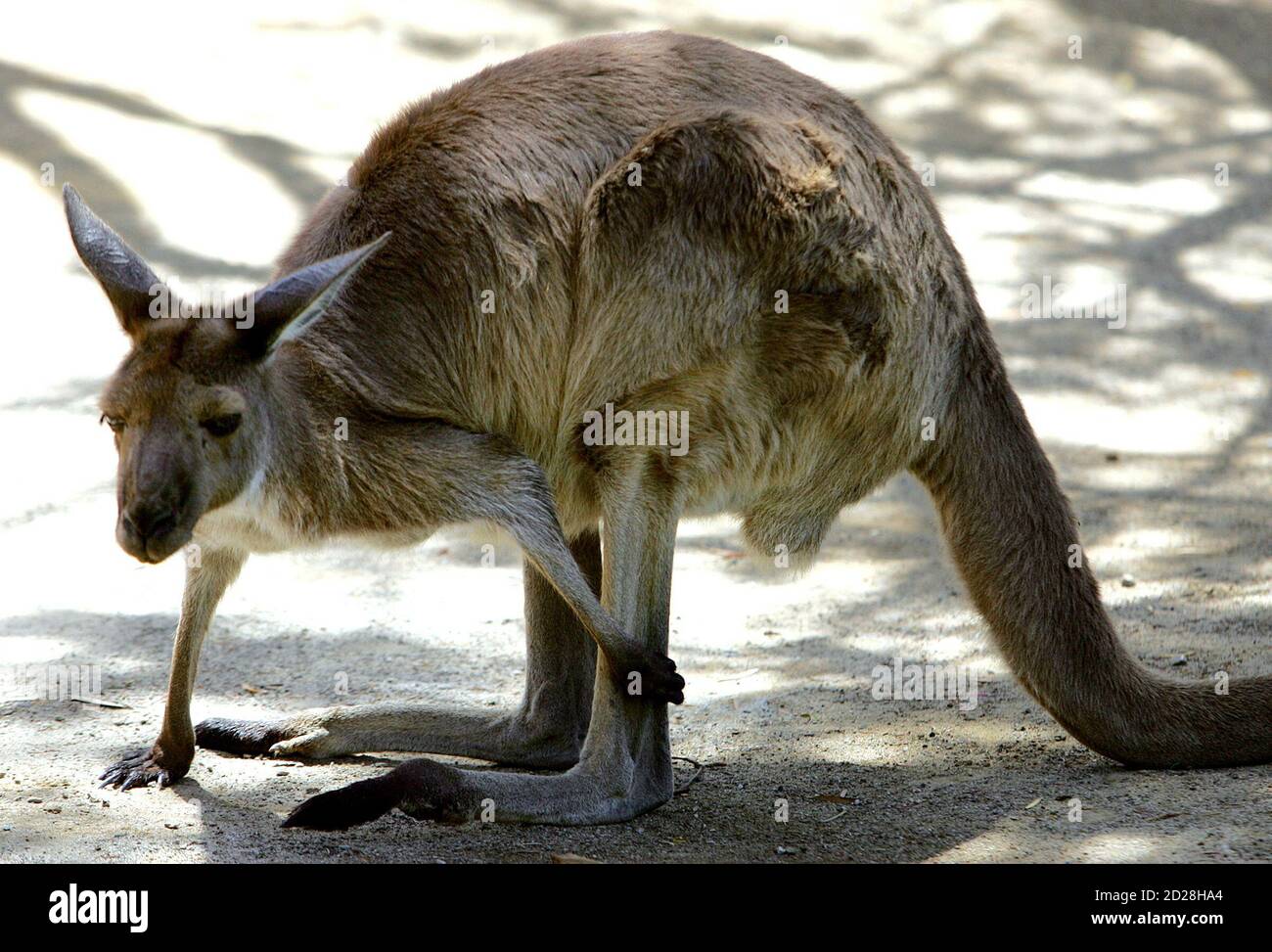 Kangaroo mobs hi-res stock photography and images - Alamy