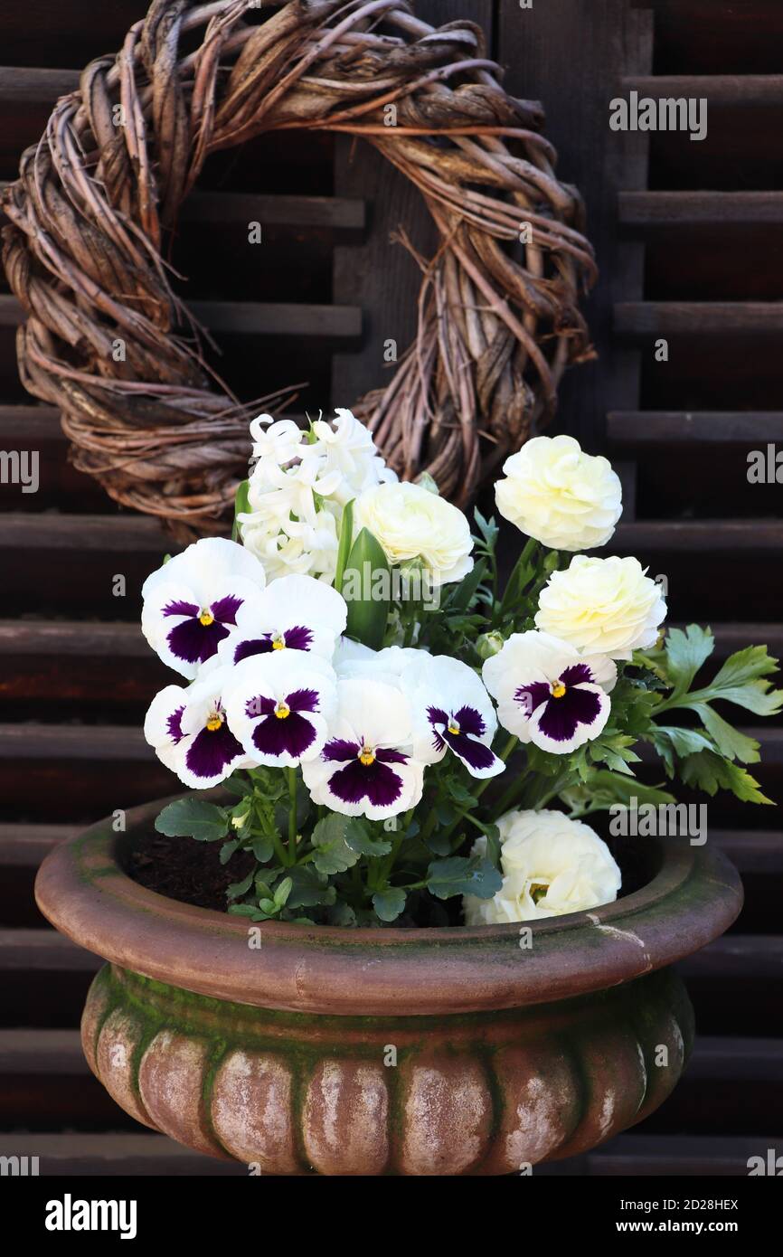 white viola flowers, ranunculus and hyacinth in plant vase as spring ...