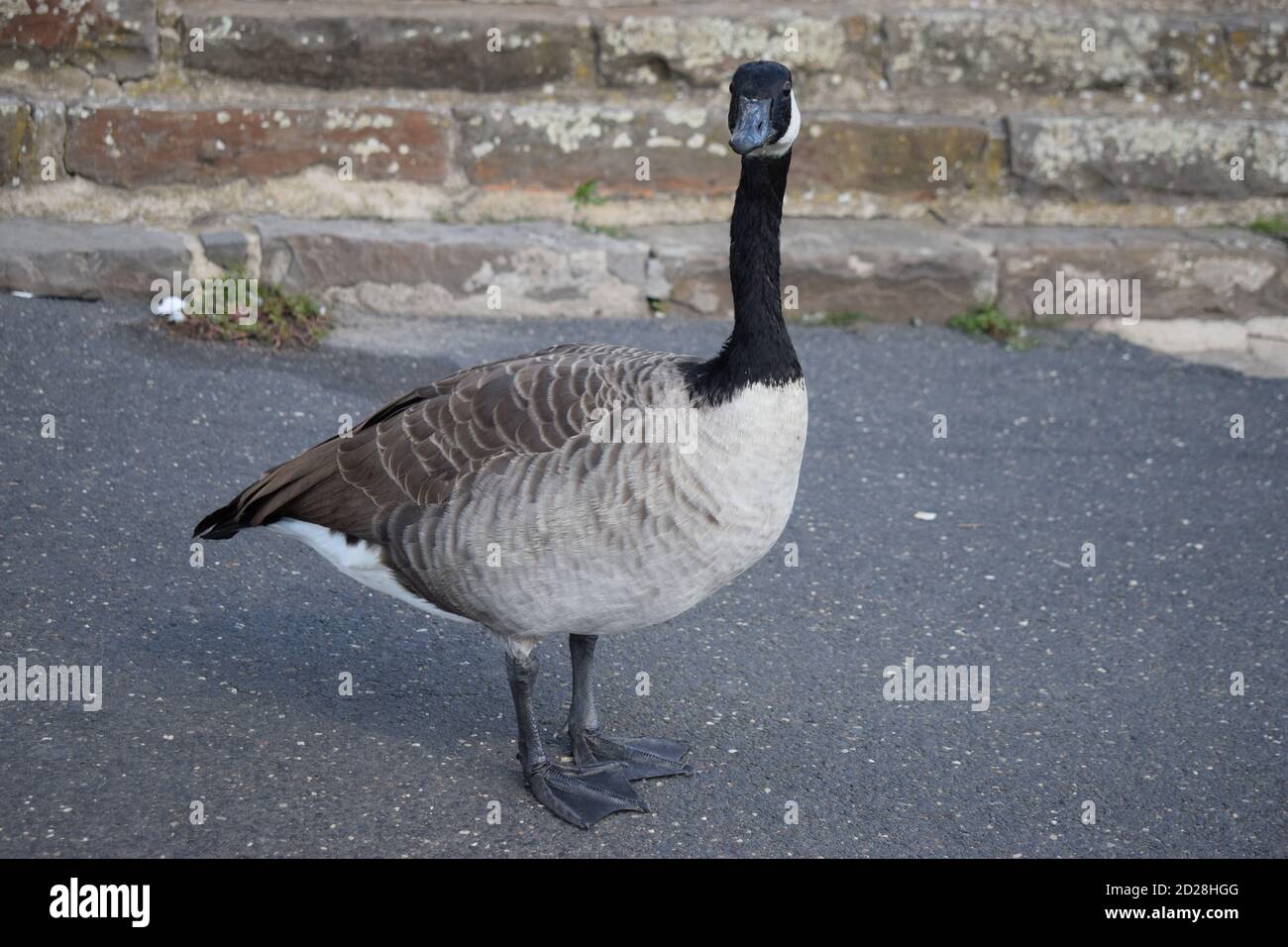 Danish goose hi-res stock photography and images - Alamy