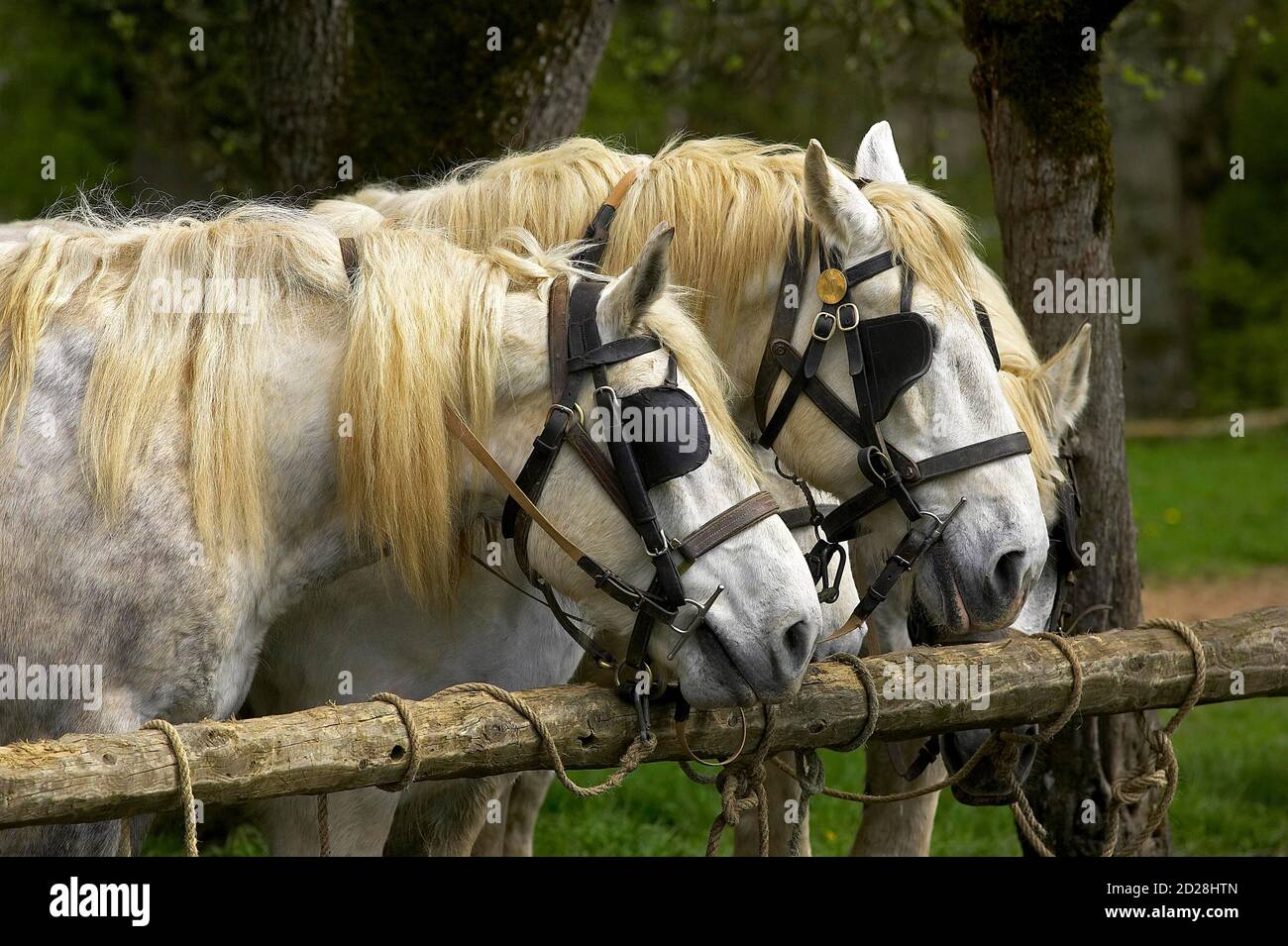 Percheron Draft Horses, a French Breed, with Hair Nets Stock Photo - Alamy
