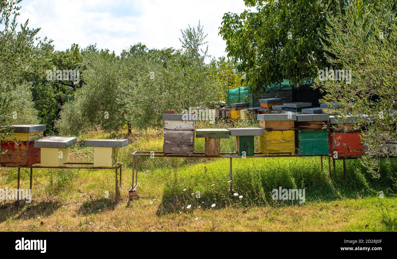 colored beehives for honey production Stock Photo - Alamy