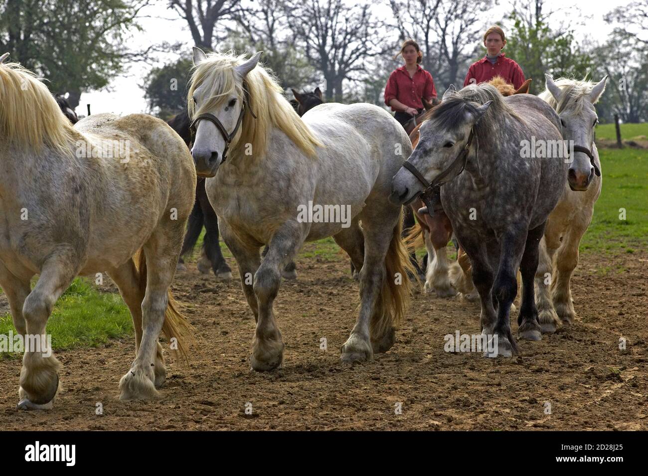 Two percheron draft horses hi-res stock photography and images - Alamy