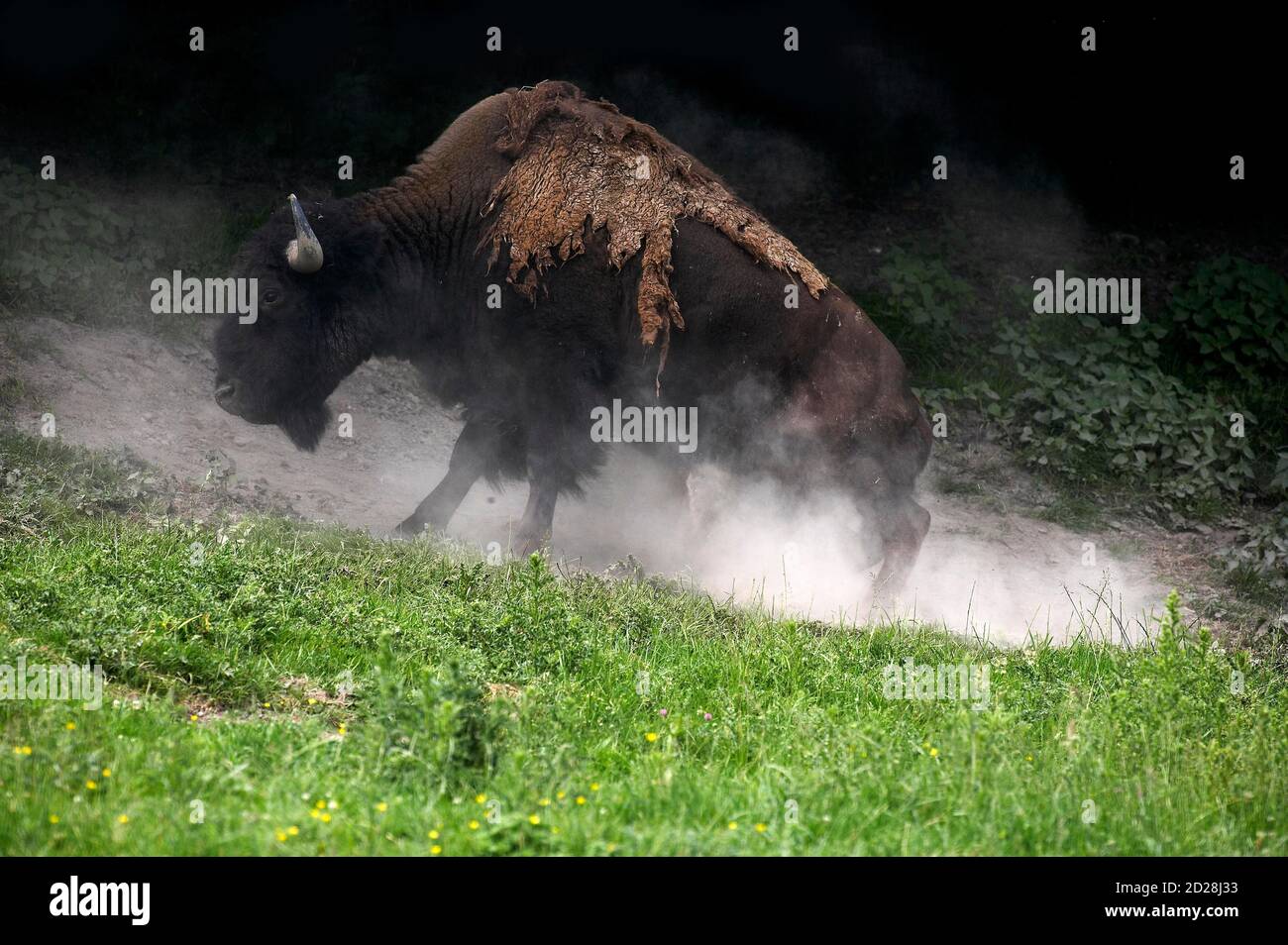 American Bison, bison bison, Having Dust Bath, Yellowstone Park in ...