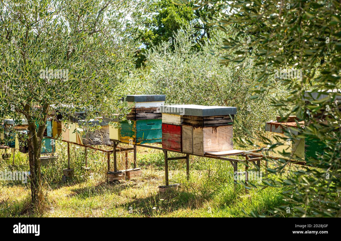 colored beehives for honey production Stock Photo - Alamy