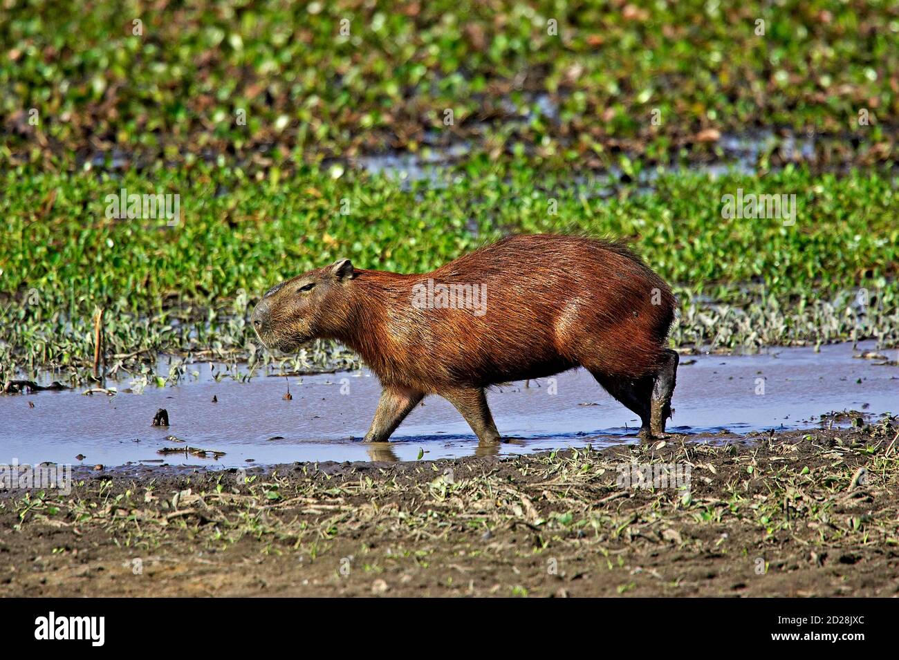 Capybara, hydrochoerus hydrochaeris, standing in Swamp, Los Lianos in ...