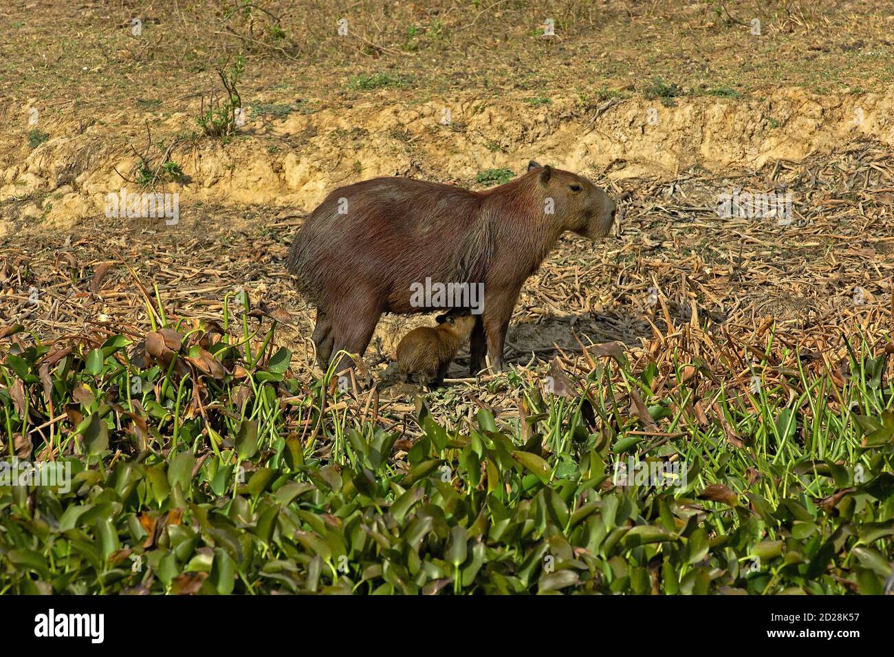 Capybara hydrochaeris two young hi-res stock photography and images - Alamy