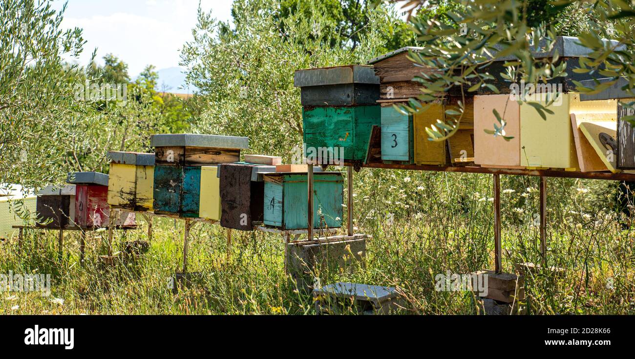 colored beehives for honey production Stock Photo - Alamy