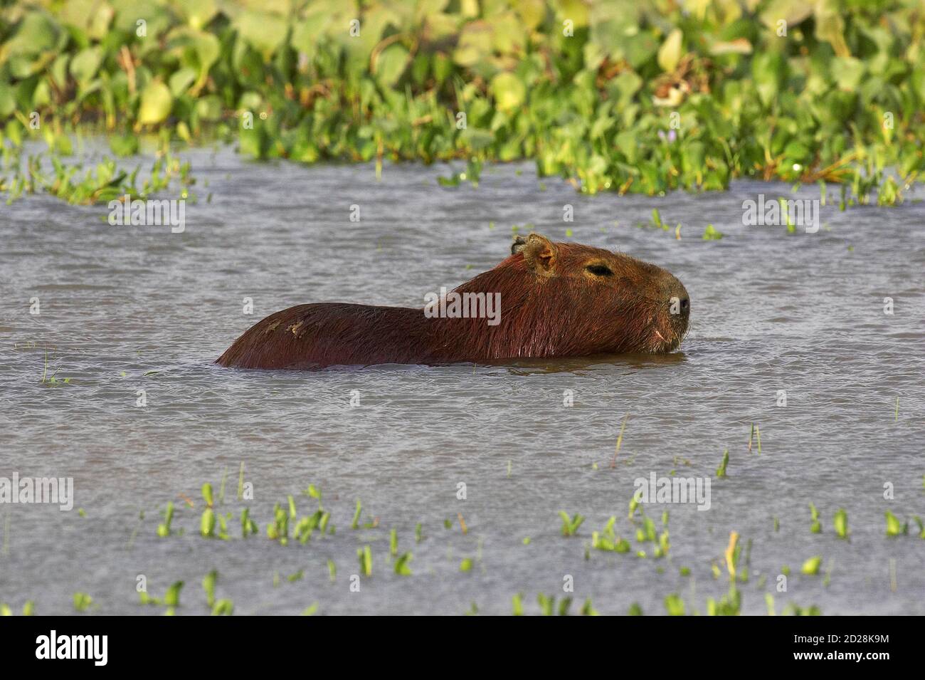 Capybara, hydrochoerus hydrochaeris, standing in Swamp, Los Lianos in ...