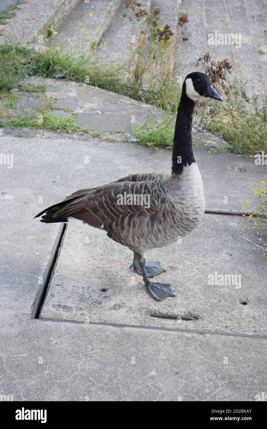 Danish goose hi-res stock photography and images - Alamy