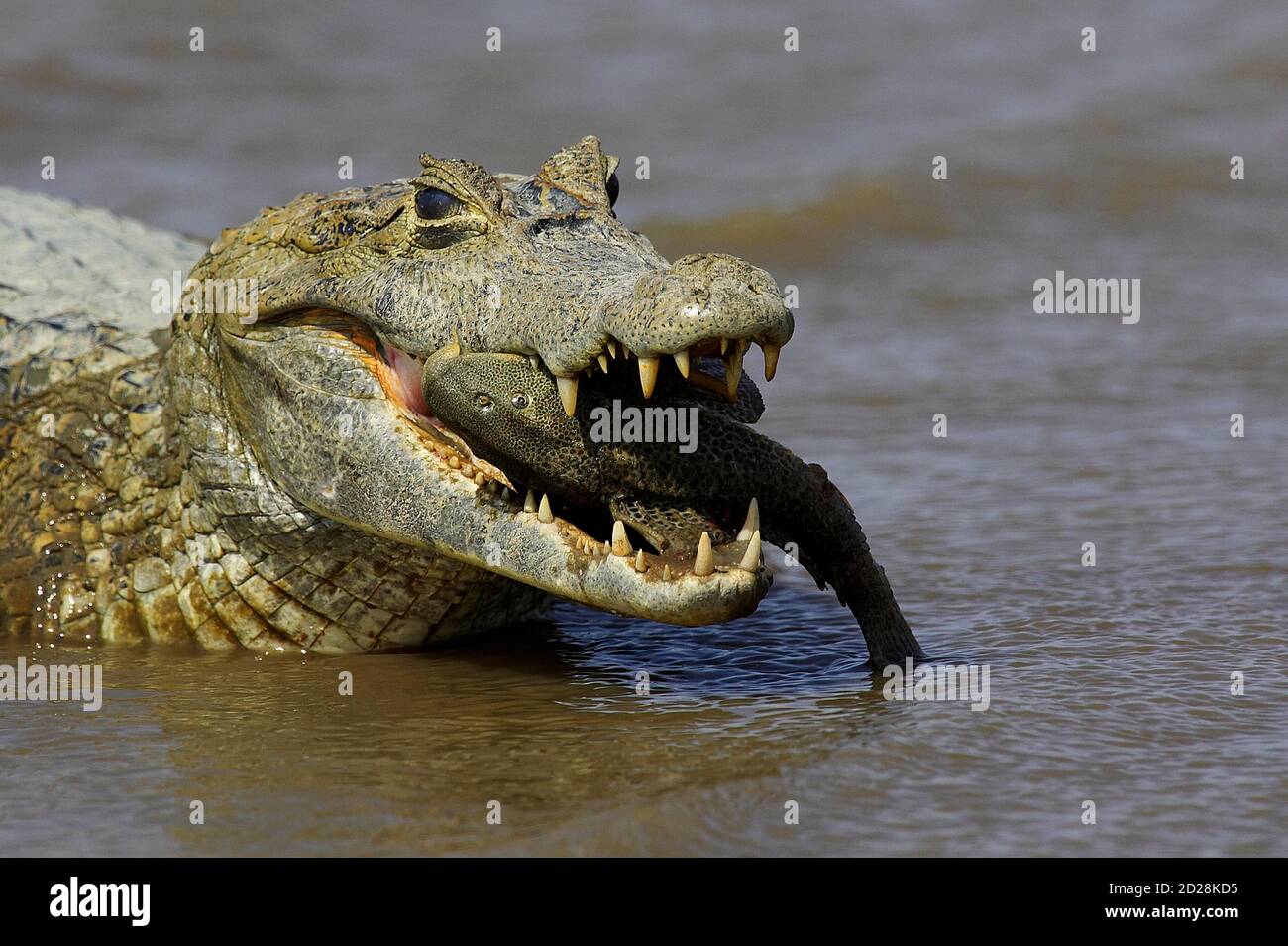 Spectacled Caiman, caiman crocodilus, with a Fish in its Mouth, Los ...