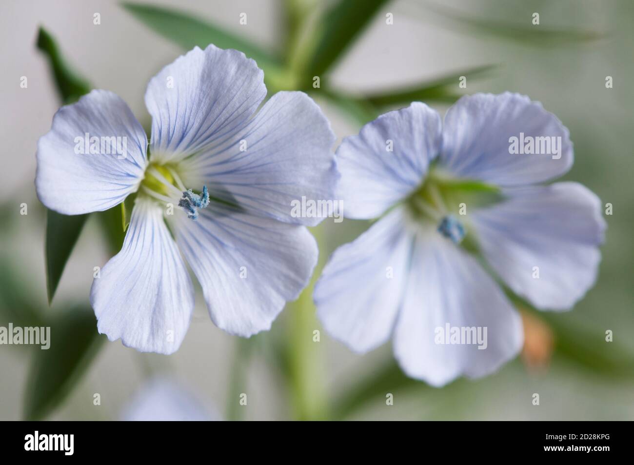 Flax (Linum usitatissimum) flowers over light background, close up shot ...