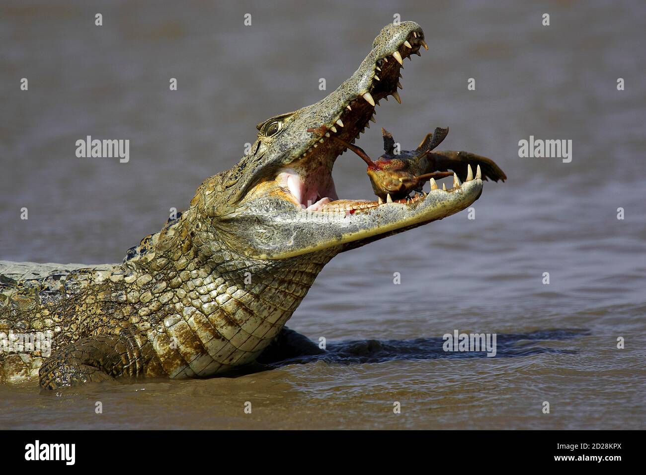 Spectacled Caiman, caiman crocodilus, with a Fish in its Mouth, Los ...
