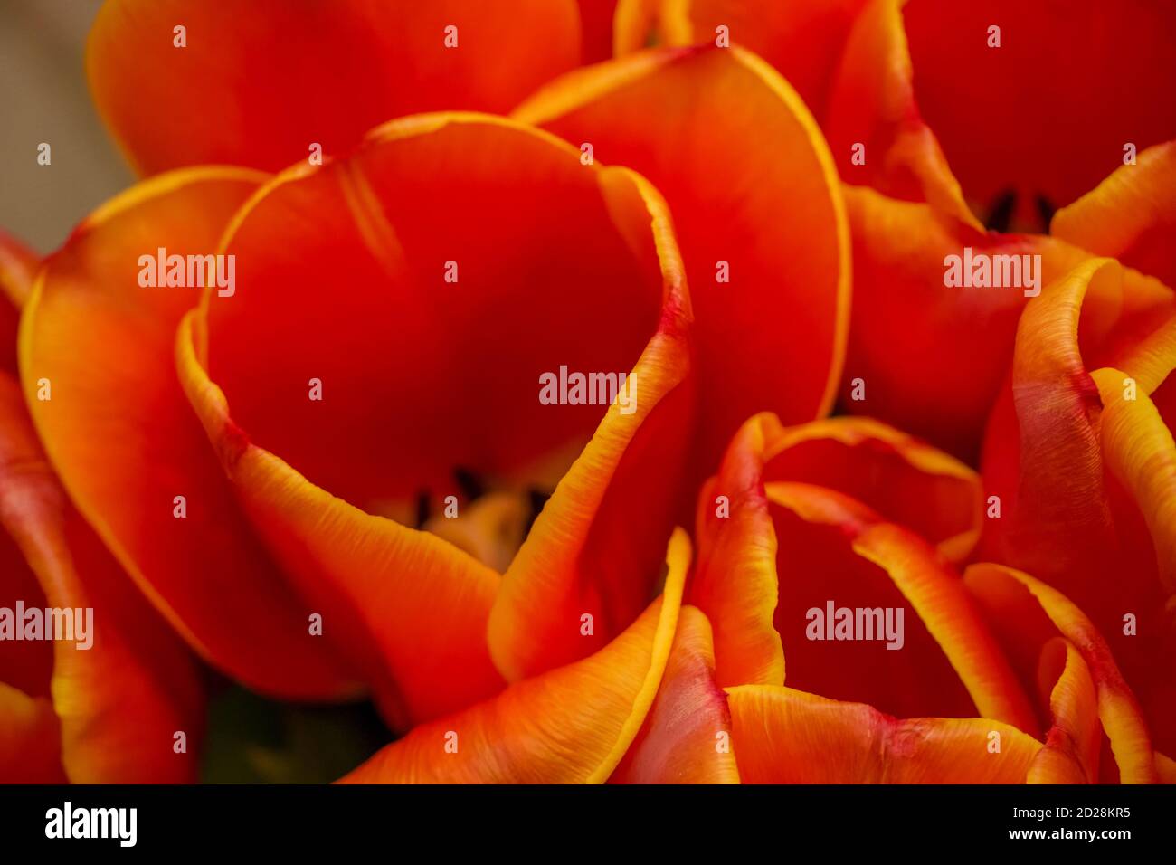 Red Orange Yellow Tulips flower shot from below close up with tulip background pattern Stock ...