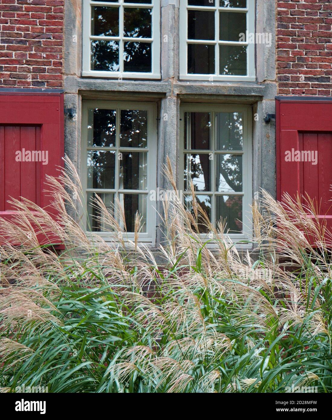 Window with red shutters. In the front tall blooming grass. The grass ...
