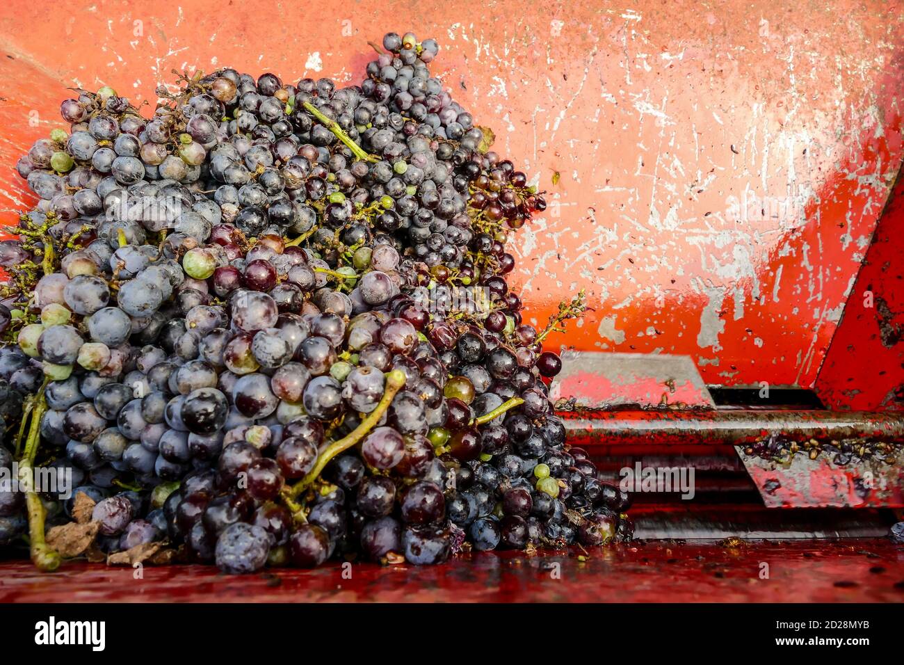 Grapes harvest of vineyard in september north italy, red grapes for ...