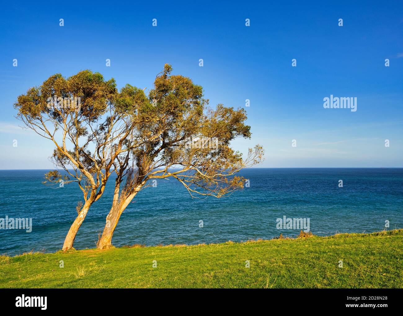 Pair Of Trees High Resolution Stock Photography and Images - Alamy