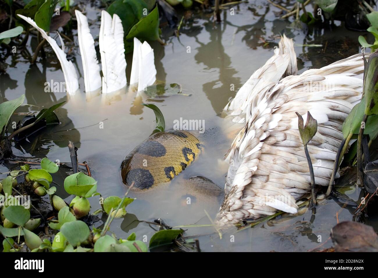 Green Anaconda, eunectes murinus, with a Kill, a Wood Stork, mycteria ...