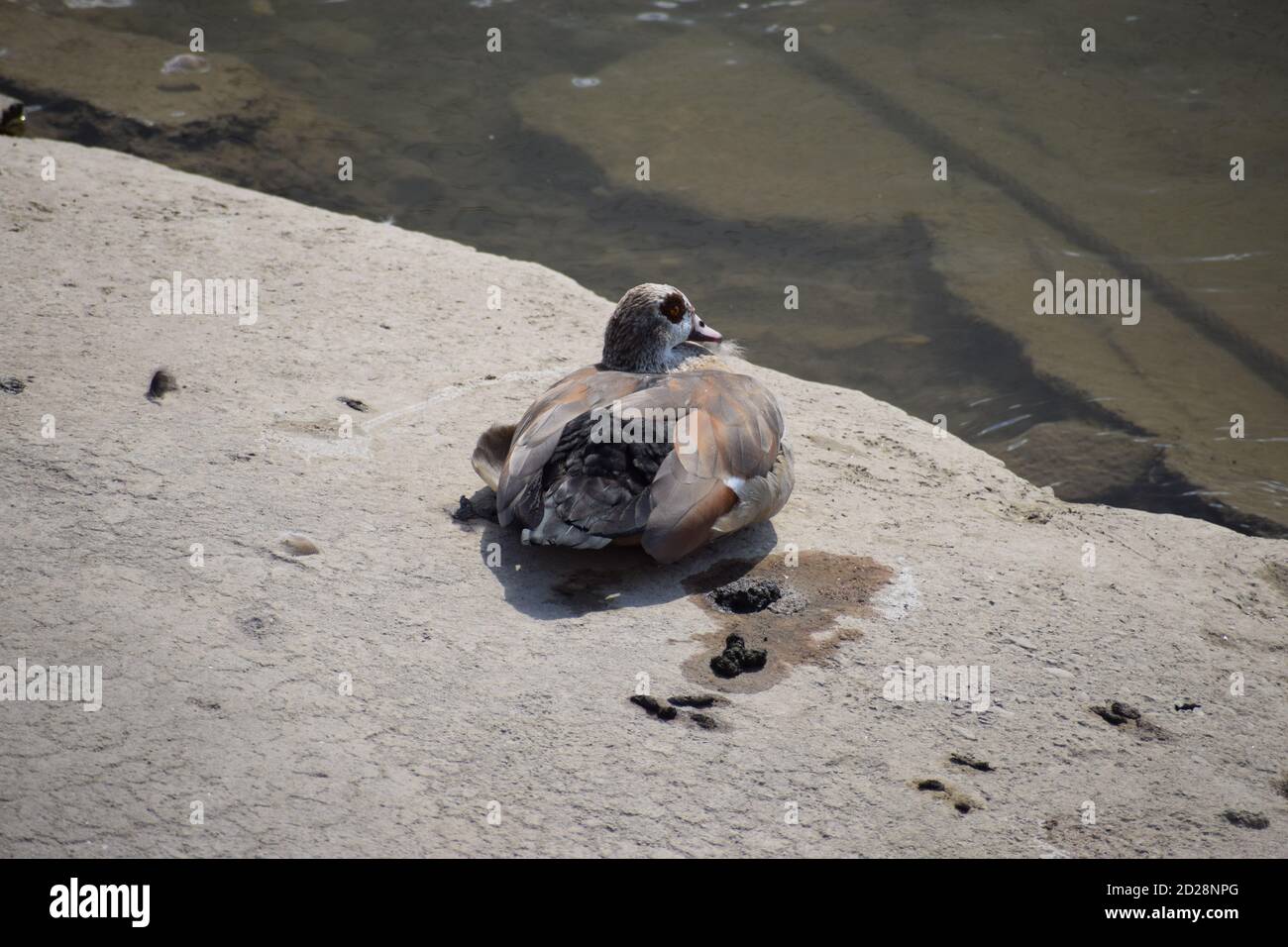 Danish Goose High Resolution Stock Photography and Images - Alamy
