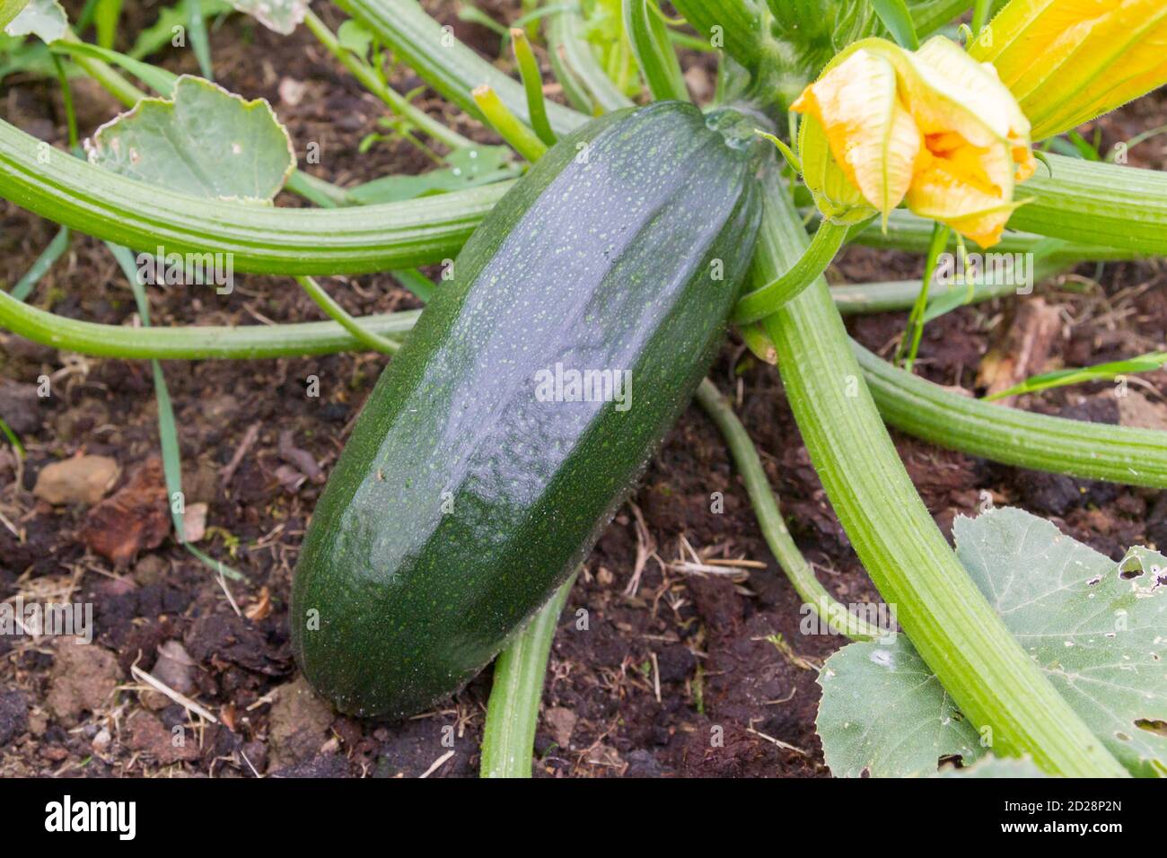 Green natural zucchini grow in the garden in the summer Stock Photo - Alamy