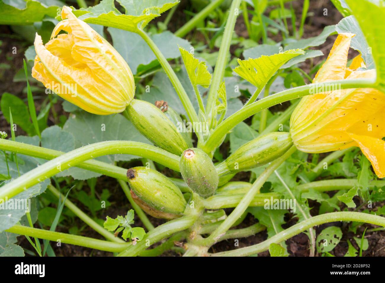 Green natural zucchini grow in the garden in the summer Stock Photo - Alamy