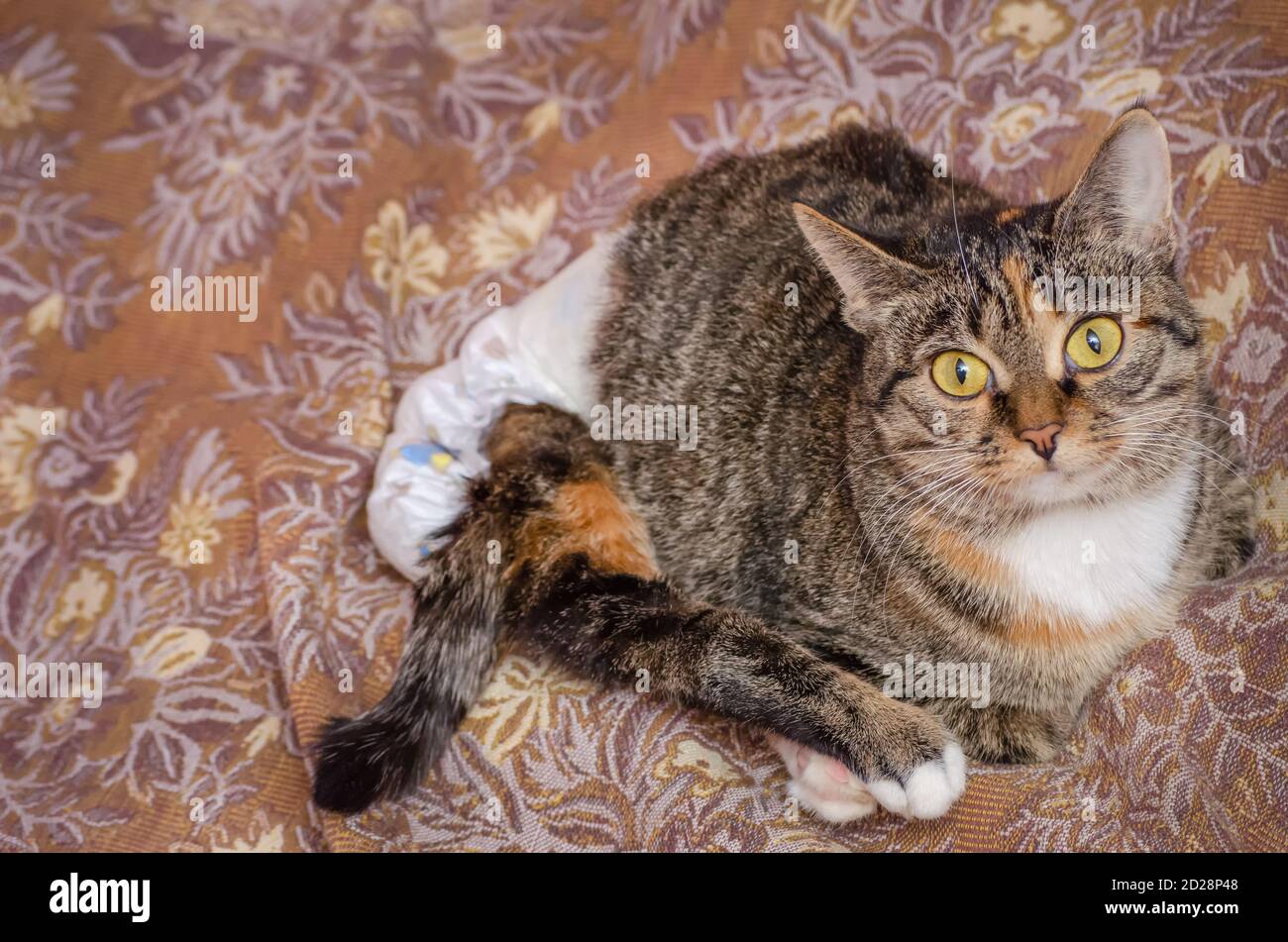 cat with big eyes looking at the camera in a diaper who suffered a ...