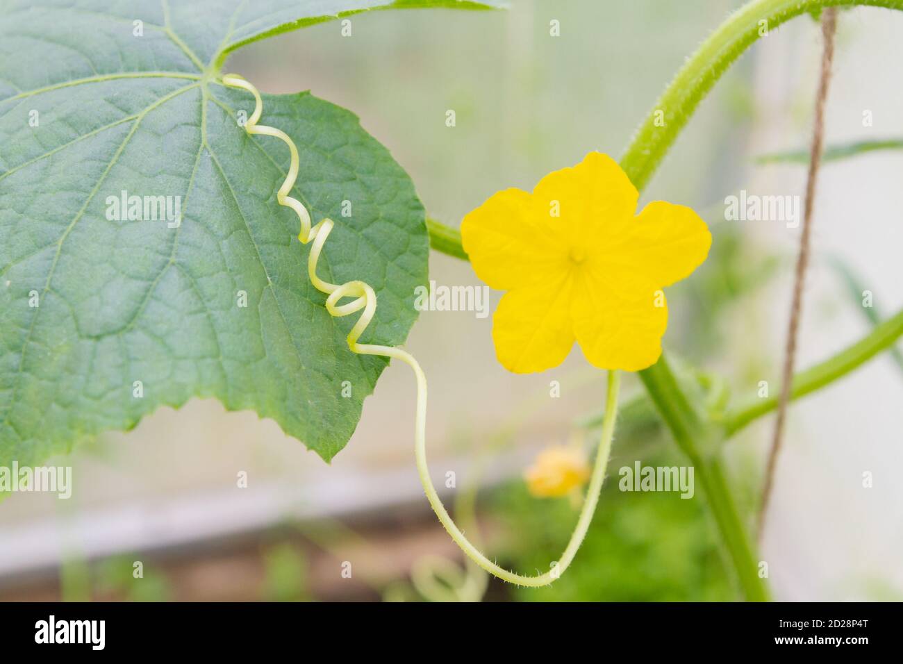 Cucumber embryo with a yellow flower on a branch Stock Photo - Alamy