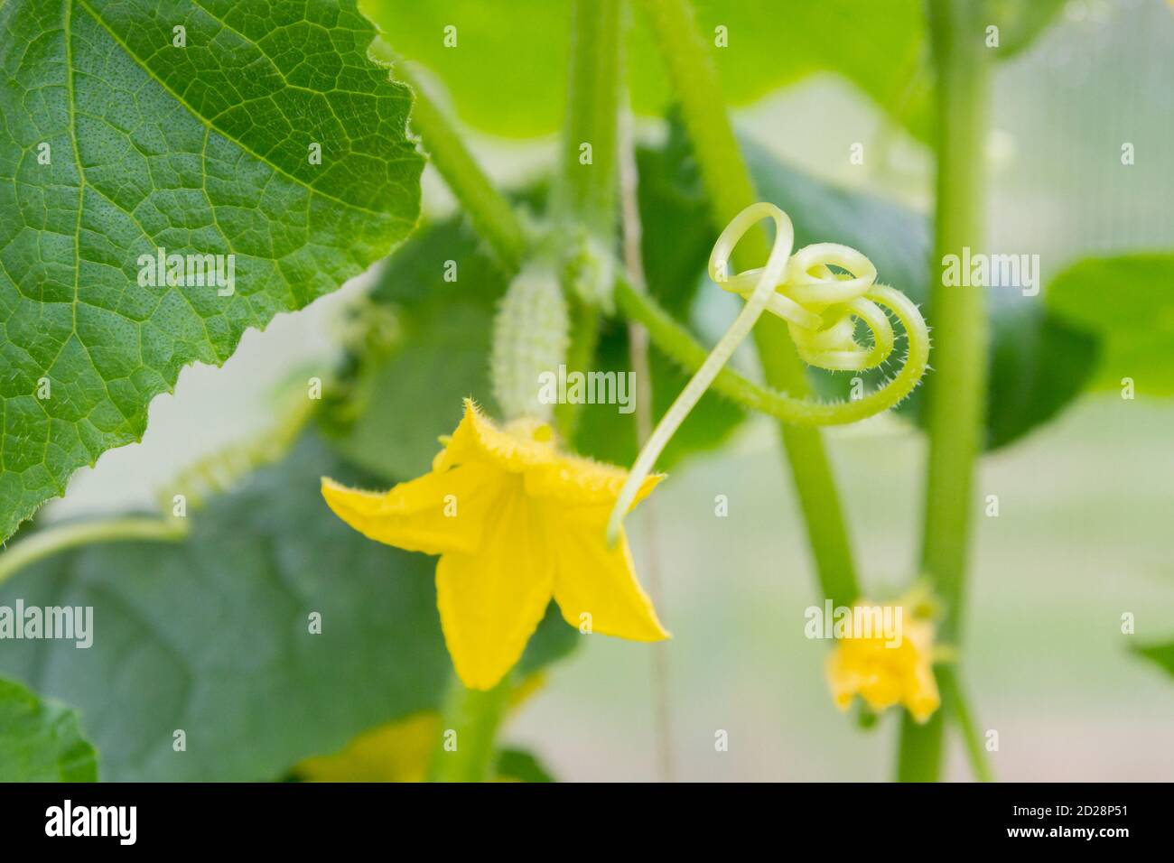 Embryo flower hi-res stock photography and images - Alamy