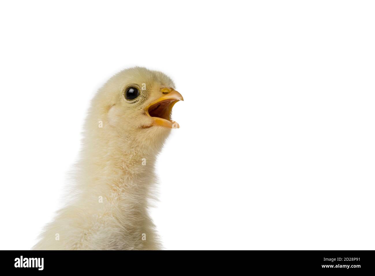 Young fluffy yellow Easter Baby Chicken head standing Against White ...