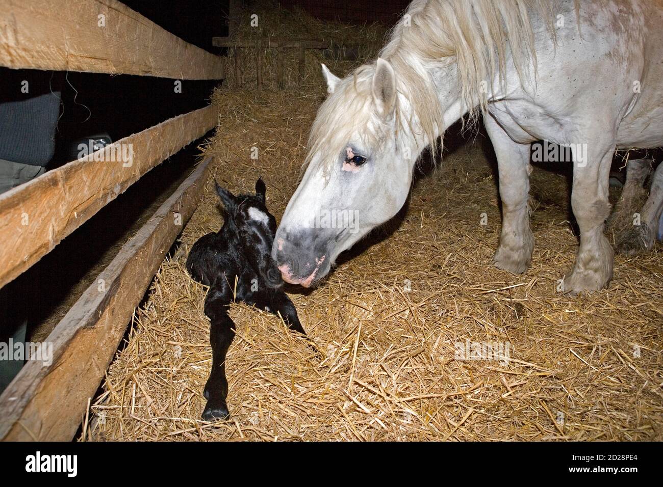 Percheron Draft Horses, a French Breed, Mare and New born Foal Stock ...