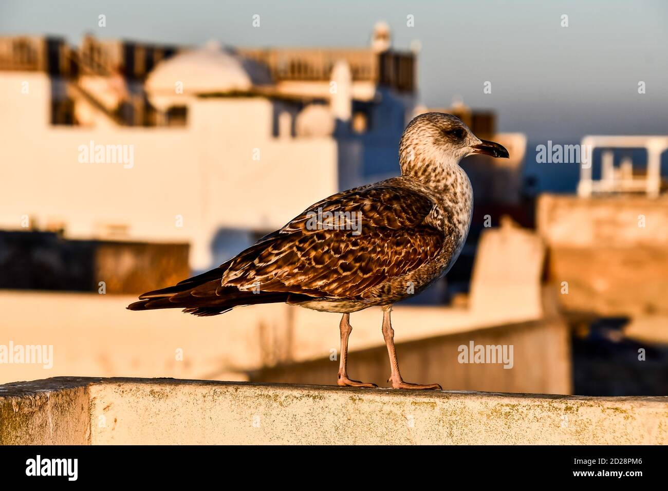 bird of prey, photo as background Stock Photo - Alamy