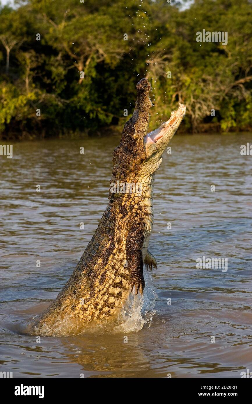 Spectacled Caiman, caiman crocodilus, Leaping out of River, Los Lianos ...