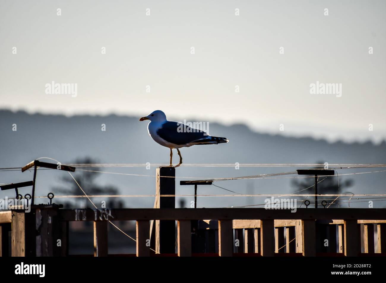 seagull on pier, photo as background Stock Photo - Alamy