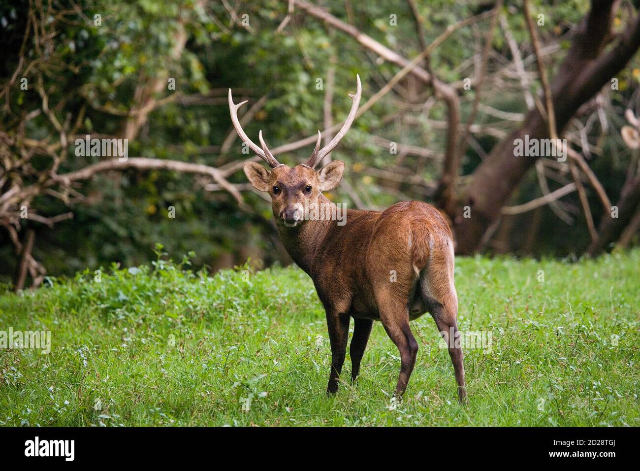 Hog Deer, axis porcinus, Male Stock Photo - Alamy