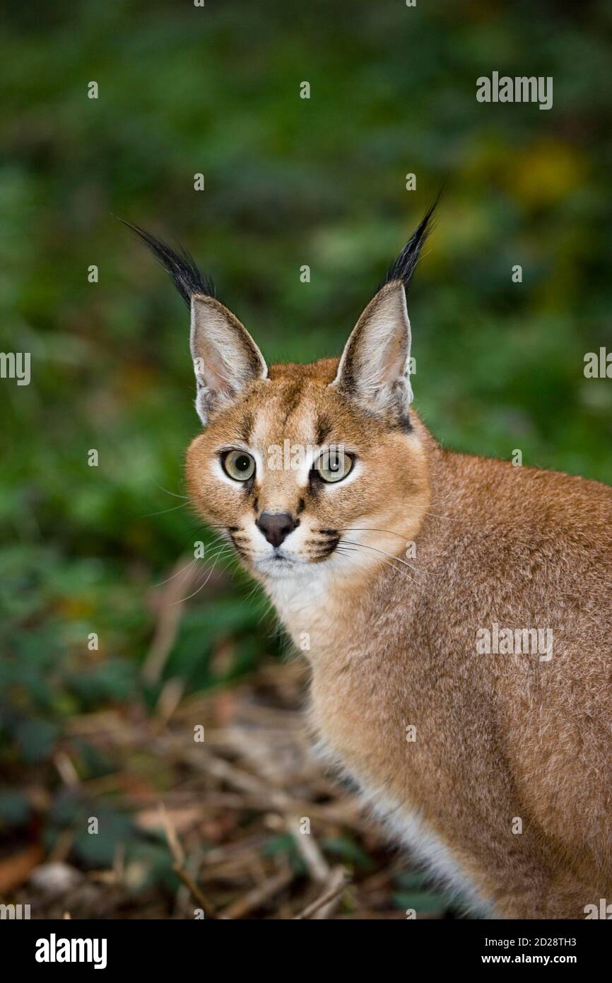 Portrait of Caracal, caracal caracal Stock Photo - Alamy