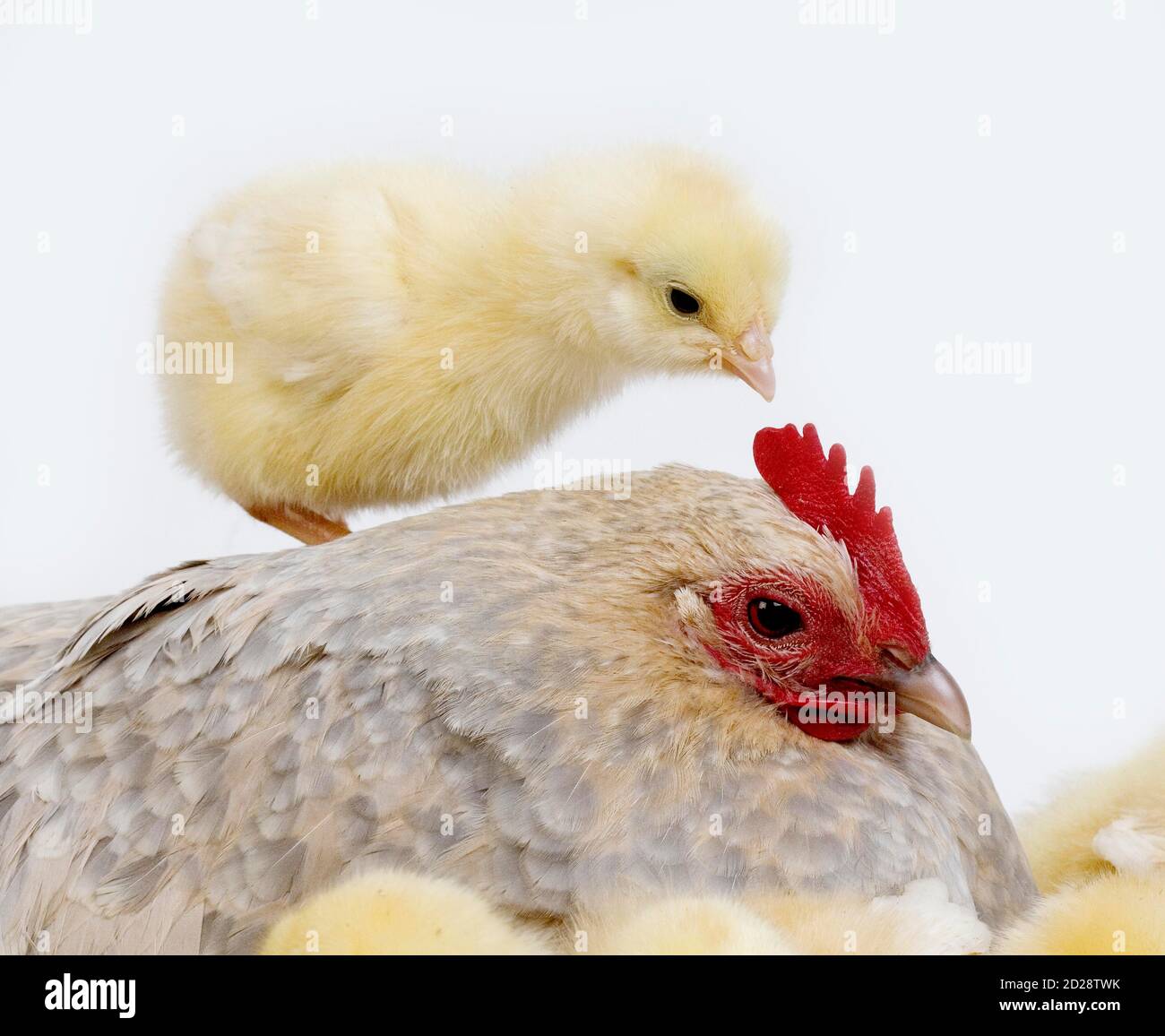 Barbu d'Uccle Domestic Chicken, a Breed from Belgium, Hen and Chicks ...