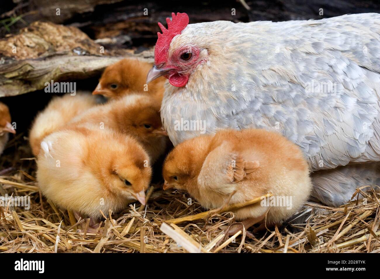 Barbu d'Uccle Domestic Chicken, a Breed from Belgium, Hen and Chicks ...
