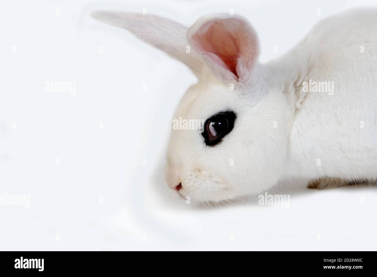Hotot Domestic Rabit against White Background, Breed from Normandy ...