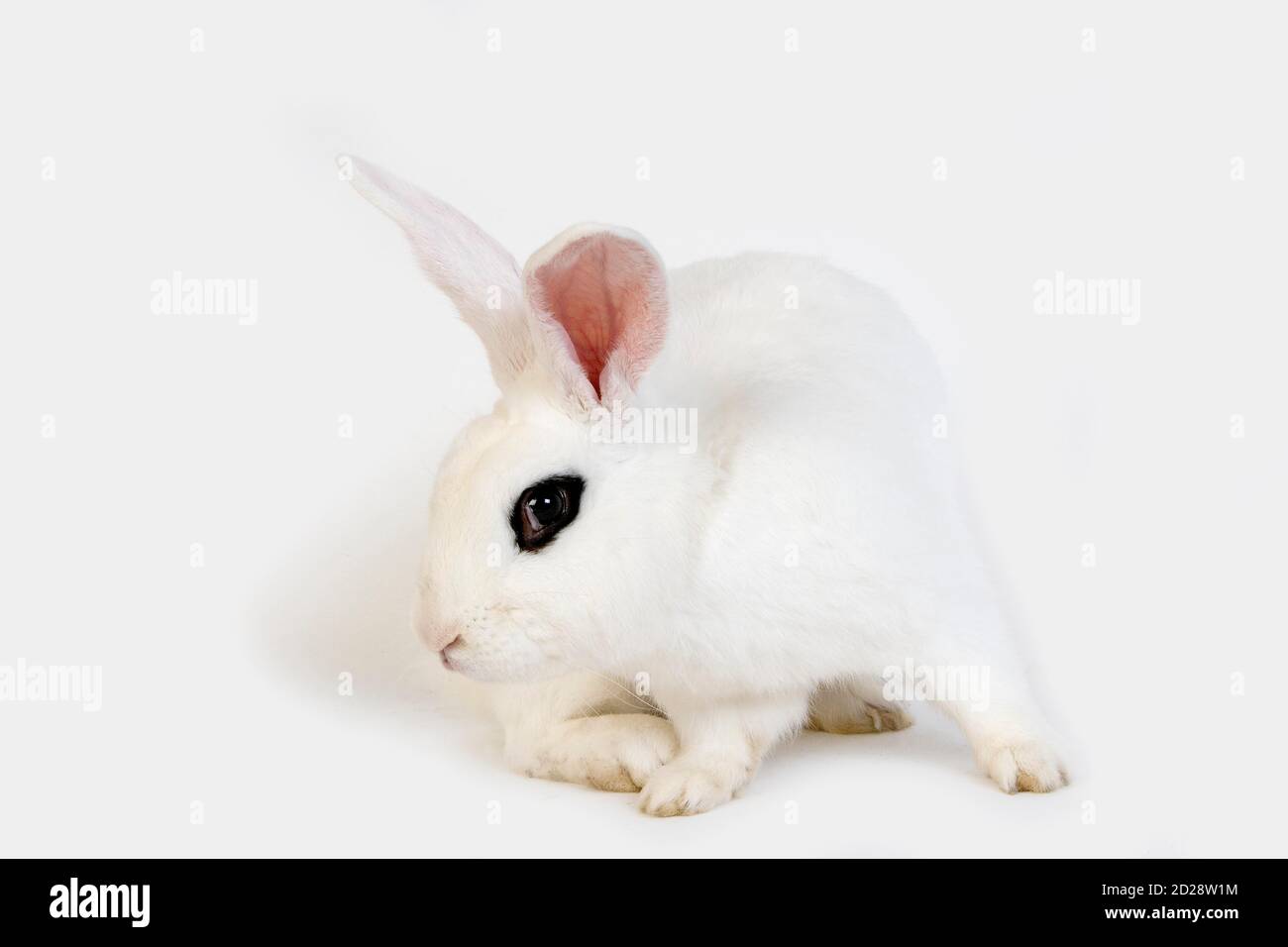 Hotot Domestic Rabit against White Background, Breed from Normandy ...